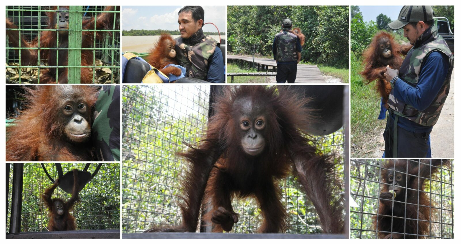 Bornean orangutan with 104 air gun pellet wounds recovering well from ...