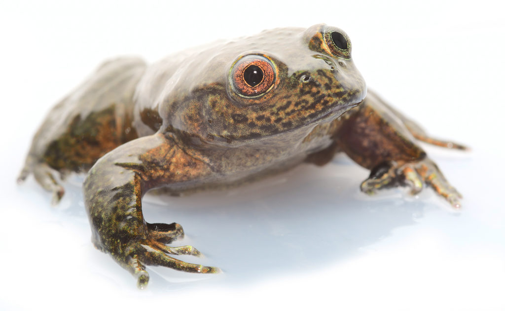 Ugly and Facing Extinction: ‘World’s ugliest frog family’ faces ...