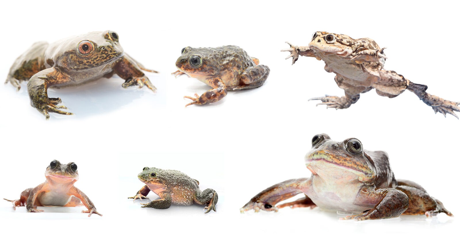 Ugly and Facing Extinction: ‘World’s ugliest frog family’ faces ...