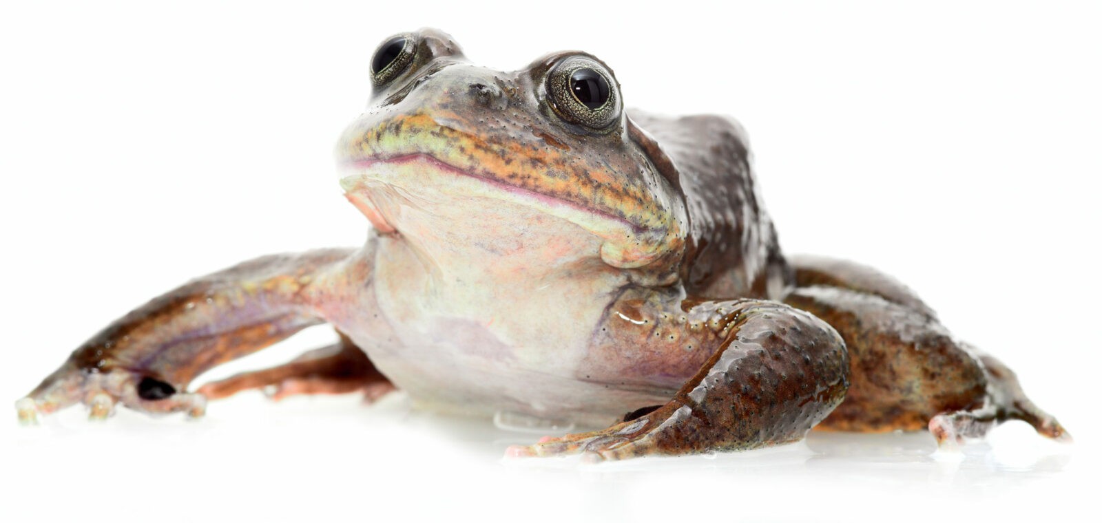 Ugly and Facing Extinction: ‘World’s ugliest frog family’ faces ...
