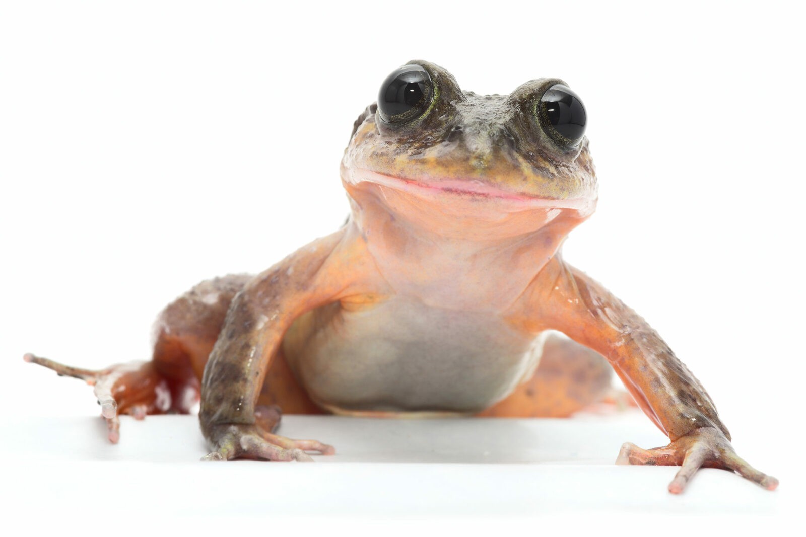Ugly and Facing Extinction: ‘World’s ugliest frog family’ faces ...